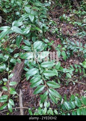 mountain doghobble (Leucothoe fontanesiana Stock Photo - Alamy