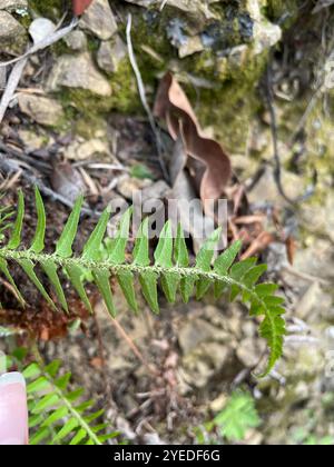 shield ferns (Polystichum Stock Photo - Alamy