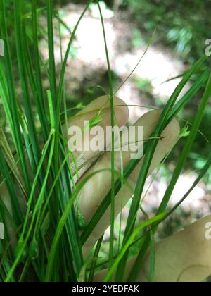 Basal Flower Sedge (Carex basiantha) Plantae Stock Photo - Alamy