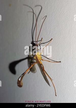 Short-tailed Ichneumonid Wasps (Ophioninae Stock Photo - Alamy