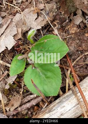 Round-leaved Violet (Viola rotundifolia) Plantae Stock Photo - Alamy