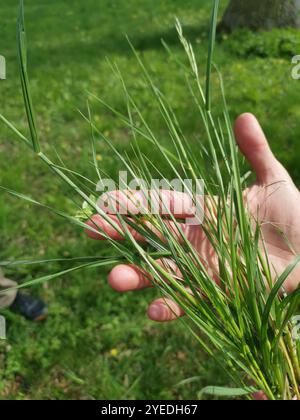 Upright Brome (Bromus erectus Stock Photo - Alamy