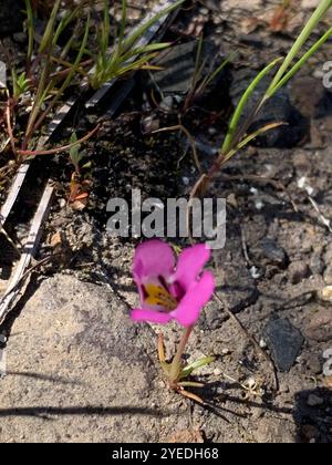 purplelip pansy monkeyflower (Diplacus angustatus Stock Photo - Alamy