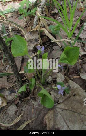 Broad-leaved Violet (Viola mirabilis Stock Photo - Alamy