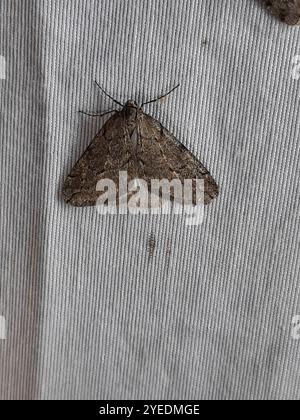 Spring Cankerworm Moth (Paleacrita vernata Stock Photo - Alamy