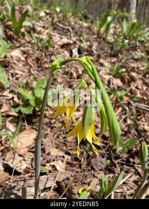 largeflower bellwort (Uvularia grandiflora Stock Photo - Alamy
