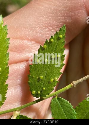 Elm Leaf Gall Mite (Aceria campestricola) Arachnida Stock Photo - Alamy
