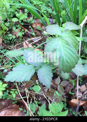 Common Dewberry (Rubus flagellaris Stock Photo - Alamy