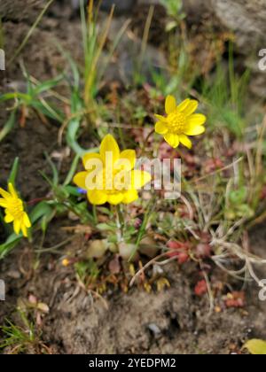 spring gold (Crocidium multicaule Stock Photo - Alamy