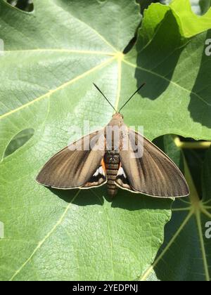 Palm Moth (Paysandisia archon Stock Photo - Alamy