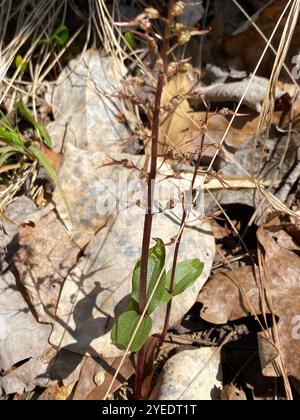 Southern Twayblade (Neottia bifolia Stock Photo - Alamy
