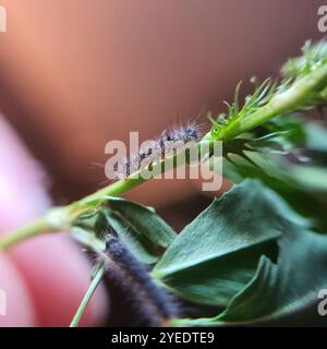 Common Anthelid Moth (Anthela acuta Stock Photo - Alamy