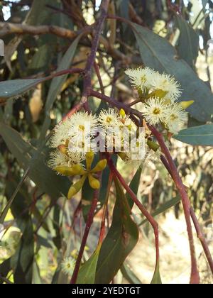 Eucalyptus microcarpa Eucalyptus microcarpa Stock Photo - Alamy