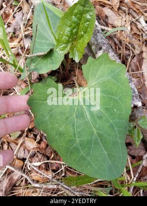 pale Indian plantain (Arnoglossum atriplicifolium Stock Photo - Alamy