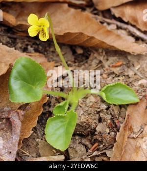 Round-leaved Violet (Viola rotundifolia) Plantae Stock Photo - Alamy