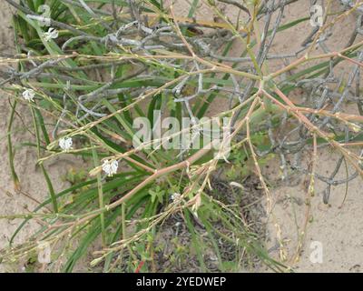 Branch Capespinach (Trachyandra divaricata Stock Photo - Alamy