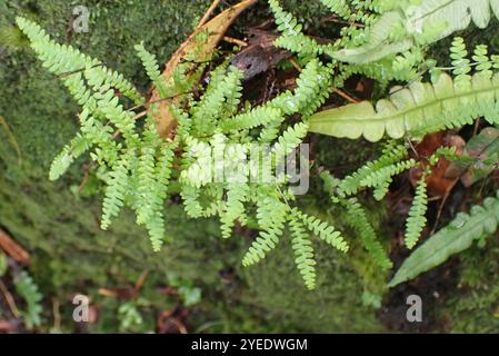 Coral Fern (Gleichenia polypodioides Stock Photo - Alamy