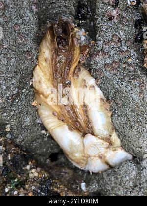 Flat-tip Piddock (Penitella penita Stock Photo - Alamy