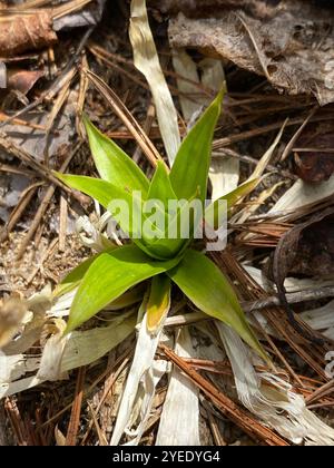 White-tubed Colicroot (Aletris farinosa Stock Photo - Alamy