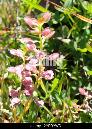 Shining Pepperweed (Lepidium nitidum Stock Photo - Alamy