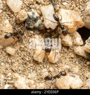 Pyramid Ants (Dorymyrmex Stock Photo - Alamy