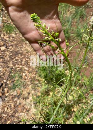 California mustard (Caulanthus lasiophyllus Stock Photo - Alamy
