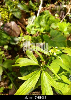 Banded Thintail (Meliscaeva cinctella Stock Photo - Alamy