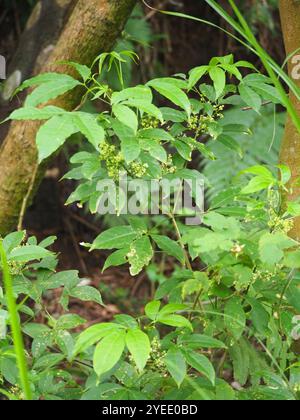 Thin-Evodia (Melicope pteleifolia Stock Photo - Alamy