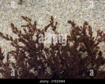 sea brush (Odonthalia floccosa Stock Photo - Alamy