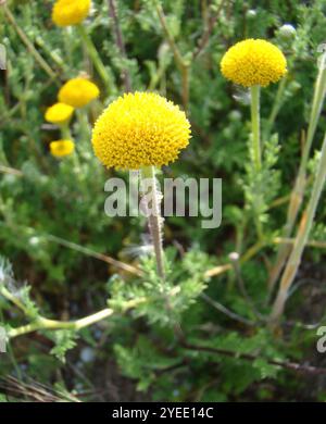Anacyclus valentinus L Stock Photo - Alamy