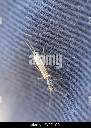 Small Winter Stoneflies (Capniidae Stock Photo - Alamy