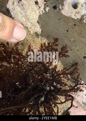 sea brush (Odonthalia floccosa Stock Photo - Alamy