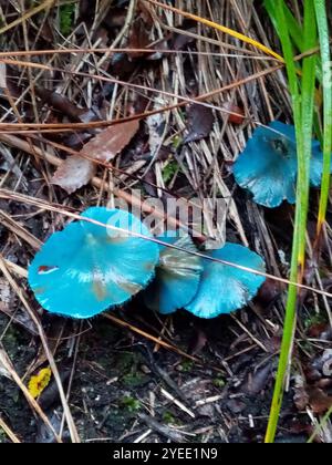 blue pinkgill (Entoloma hochstetteri Stock Photo - Alamy