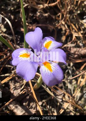 Sandhill Dwarf Iris (Iris verna verna Stock Photo - Alamy