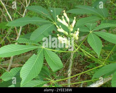 painted buckeye (Aesculus sylvatica Stock Photo - Alamy