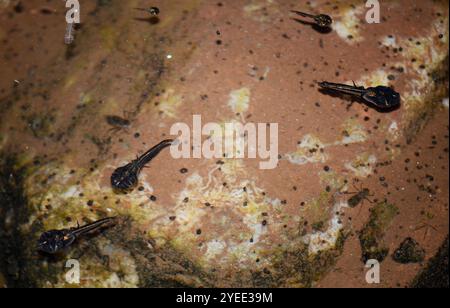 Marbled rubber frog (Phrynomantis annectens Stock Photo - Alamy