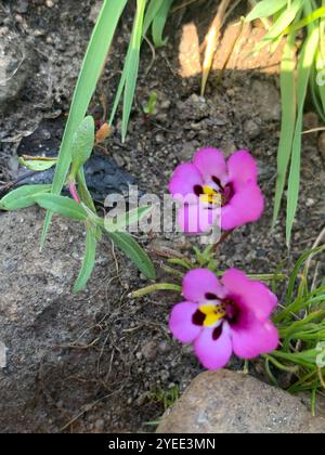 purplelip pansy monkeyflower (Diplacus angustatus Stock Photo - Alamy
