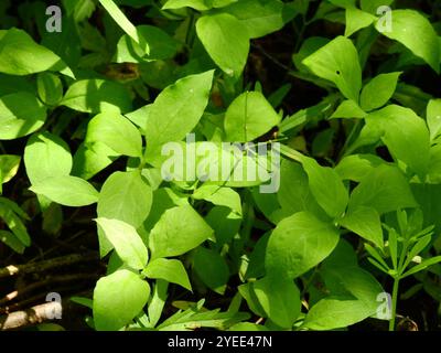 Running Strawberry-bush (Euonymus obovatus Stock Photo - Alamy