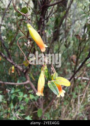 Orange Bell-climber (Marianthus bignoniaceus Stock Photo - Alamy