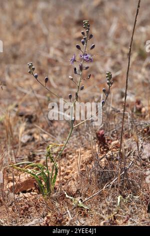 santa lucia purple amole (Hooveria purpurea purpurea Stock Photo - Alamy