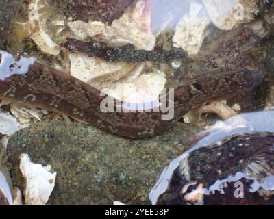 Saddleback Gunnel (Pholis ornata Stock Photo - Alamy