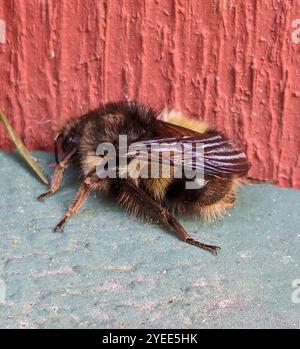 Sitka Bumble Bee (Bombus sitkensis Stock Photo - Alamy