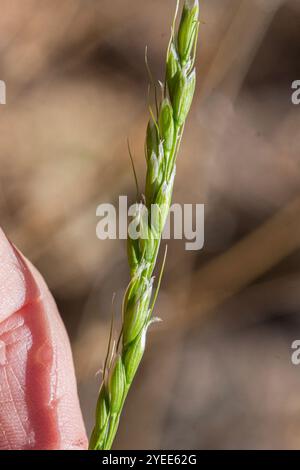 White-grained Mountain-ricegrass (Oryzopsis asperifolia Stock Photo - Alamy