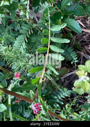 giant vetch (Vicia gigantea Stock Photo - Alamy