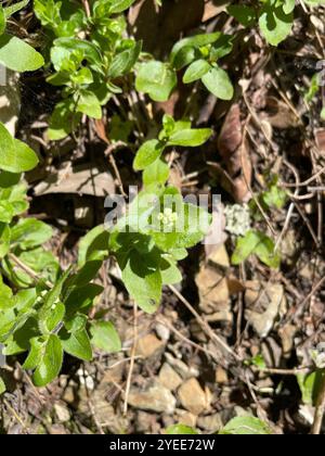 modesty (Whipplea modesta Stock Photo - Alamy
