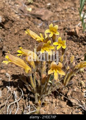 yellow clustered broomrape (Aphyllon franciscanum Stock Photo - Alamy