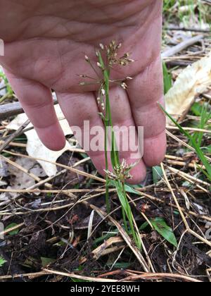 hairy woodrush (Luzula acuminata Stock Photo - Alamy