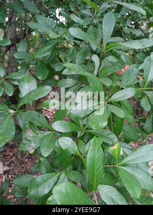 swamp laurel oak (Quercus laurifolia Stock Photo - Alamy