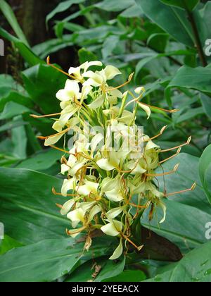Yellow ginger (Hedychium flavescens Stock Photo - Alamy