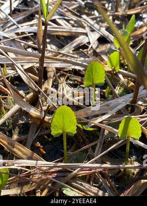 Centella erecta Centella erecta Stock Photo - Alamy